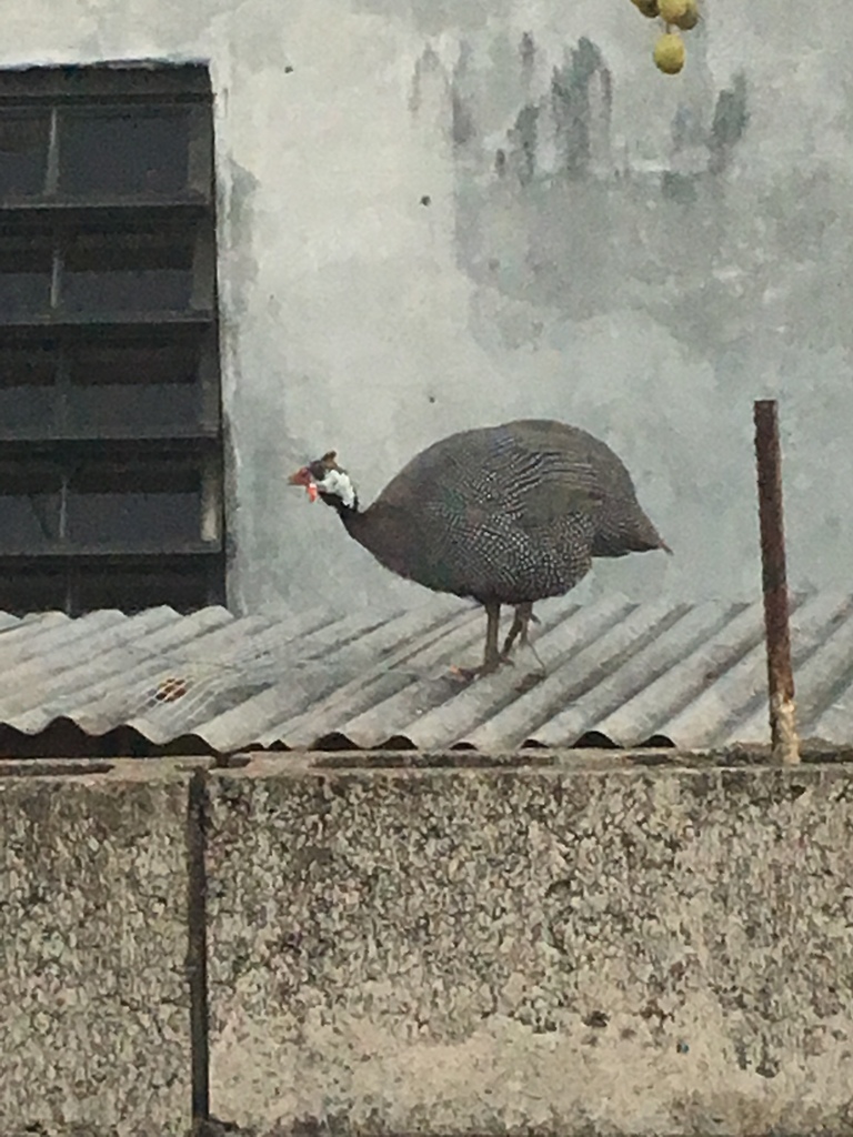 Helmeted Guineafowl from Saint George Basseterre, KN on October 20 ...
