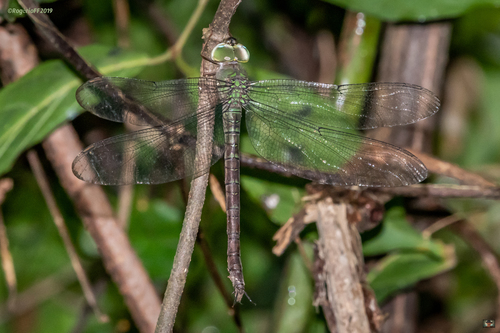 Greater Girdled Duskhawker (Gynacantha cylindrata) · iNaturalist