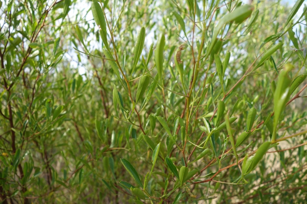 Akeake (Plants of Goonderoo Bush Heritage Reserve ) · iNaturalist