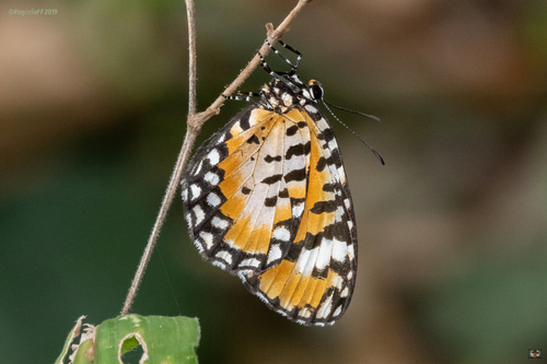 Telipna acraeoides · iNaturalist