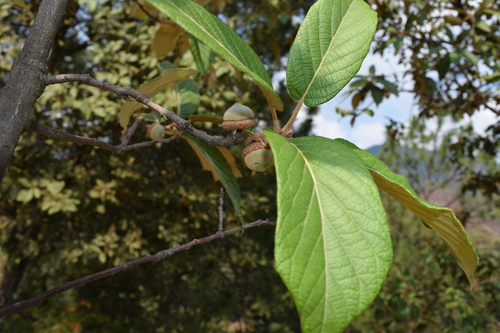 Encino blanco (Quercus hintonii)