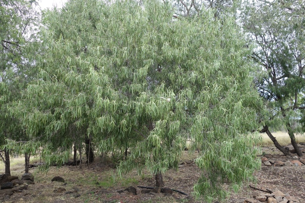 Wilga (Plants of Goonderoo Bush Heritage Reserve ) · iNaturalist