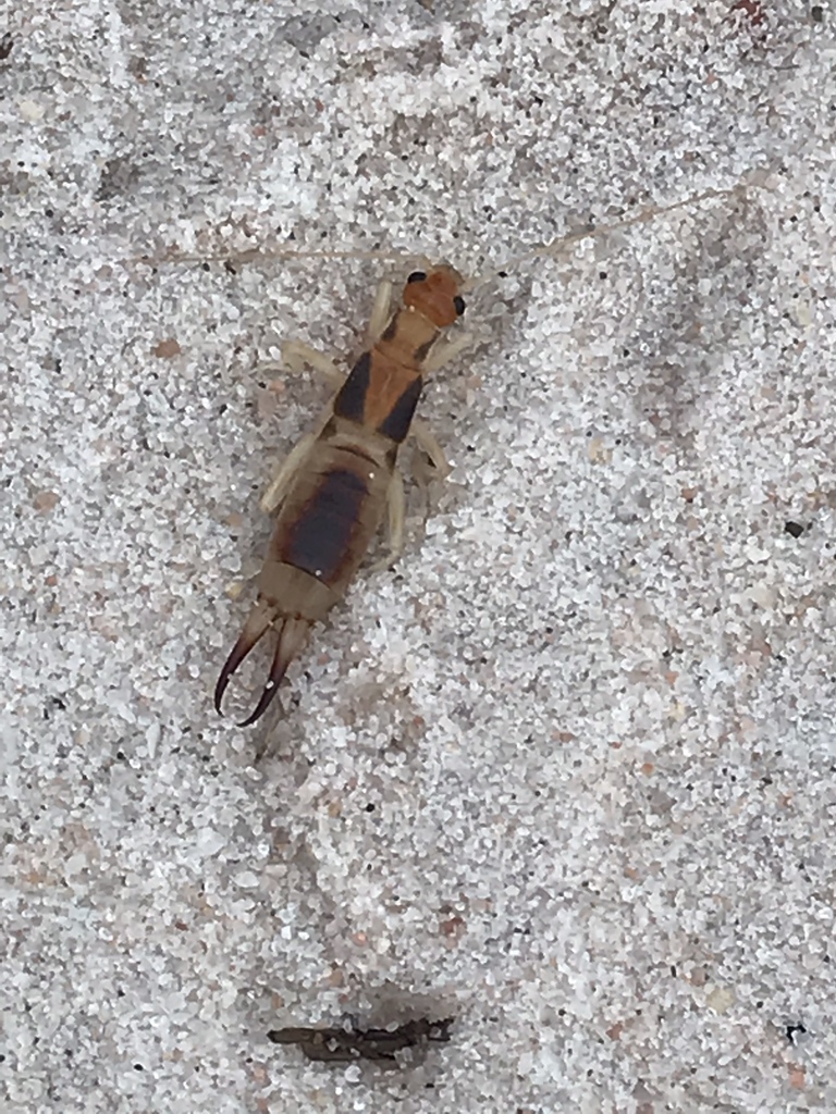 Labidura from Santarém, PA, BR on October 21, 2019 at 05:45 PM by ...