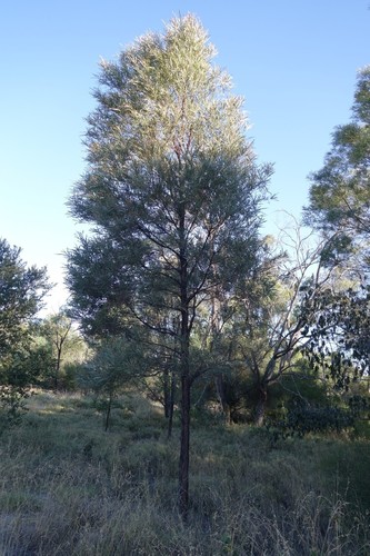 Lancewood (Plants of Goonderoo Bush Heritage Reserve ) · iNaturalist