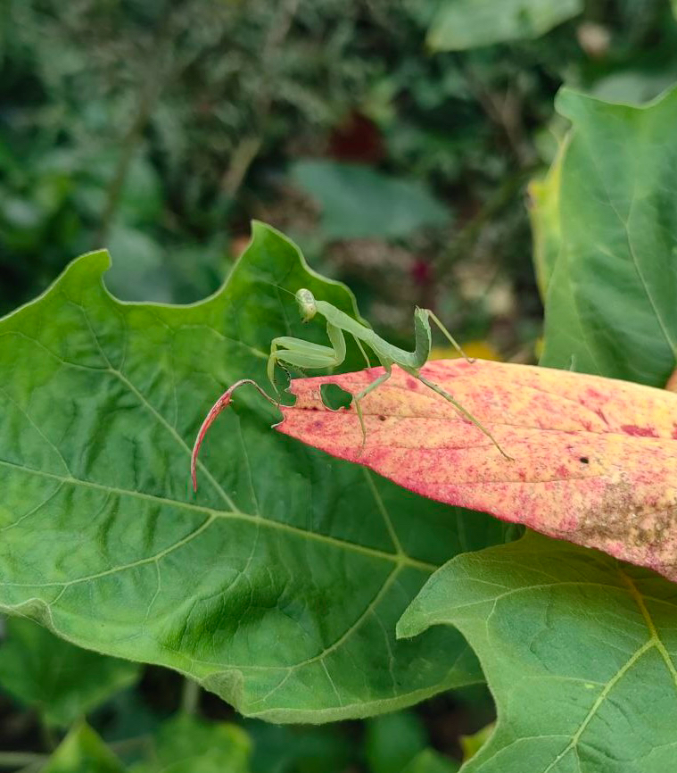 Giant Asian Mantis from Mueang Lamphun District, Lamphun, TH on August ...