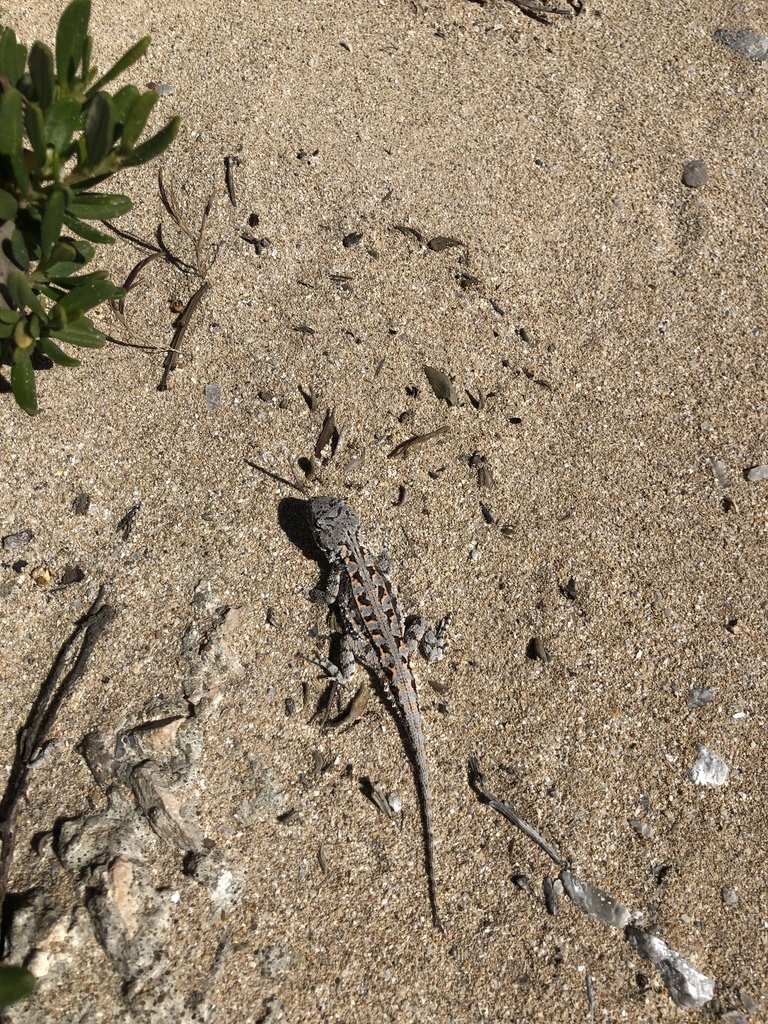Southern Heath Dragon from Innes national park, Inneston, SA, AU on ...