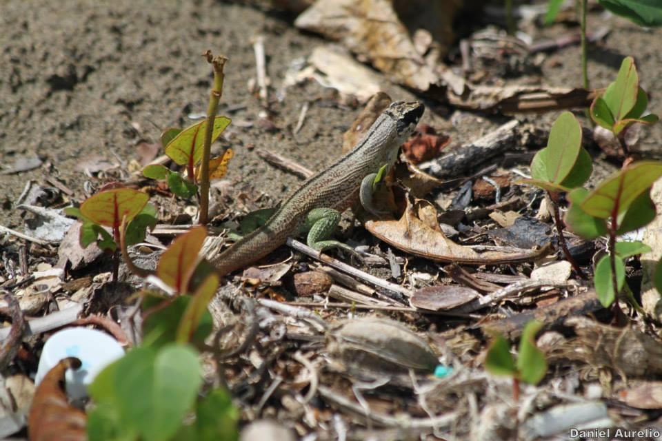 Haitian Curlytail Lizard from El Seibo, 24000, República Dominicana on ...