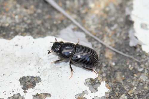 Aphodius rectus · iNaturalist