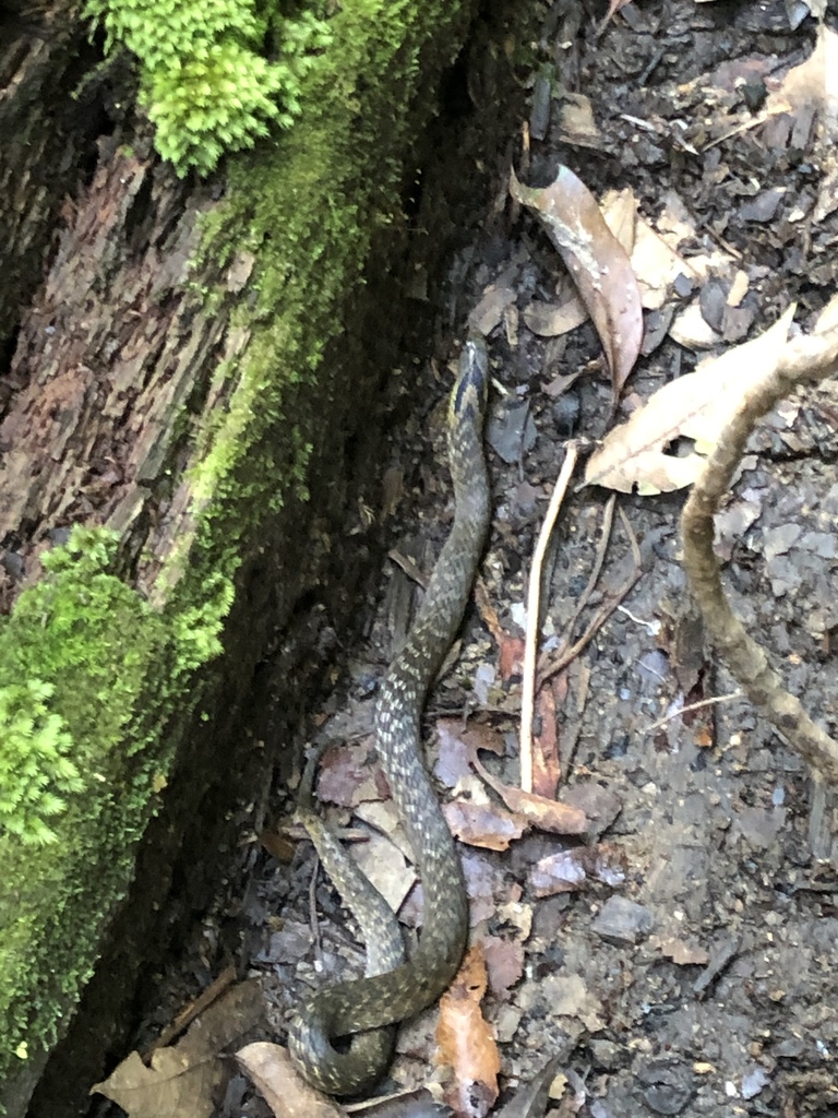 Assam Mountain Snake in October 2019 by Elias Matthews · iNaturalist