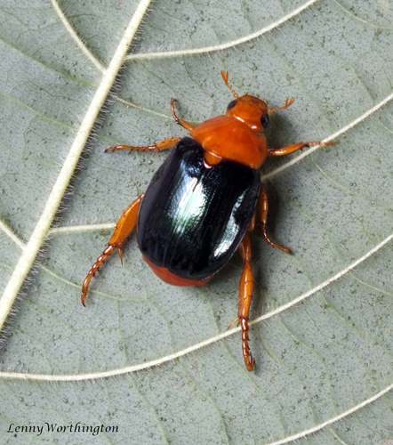 Callistethus excellens · NaturaLista Colombia