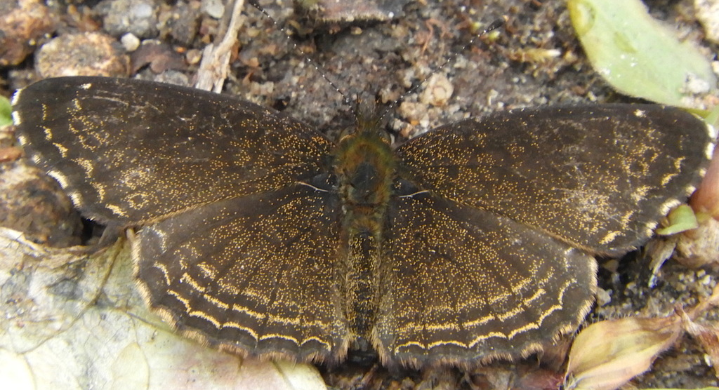 Telenassa delphia from San Miguel de los Bancos, Ecuador on October 21 ...