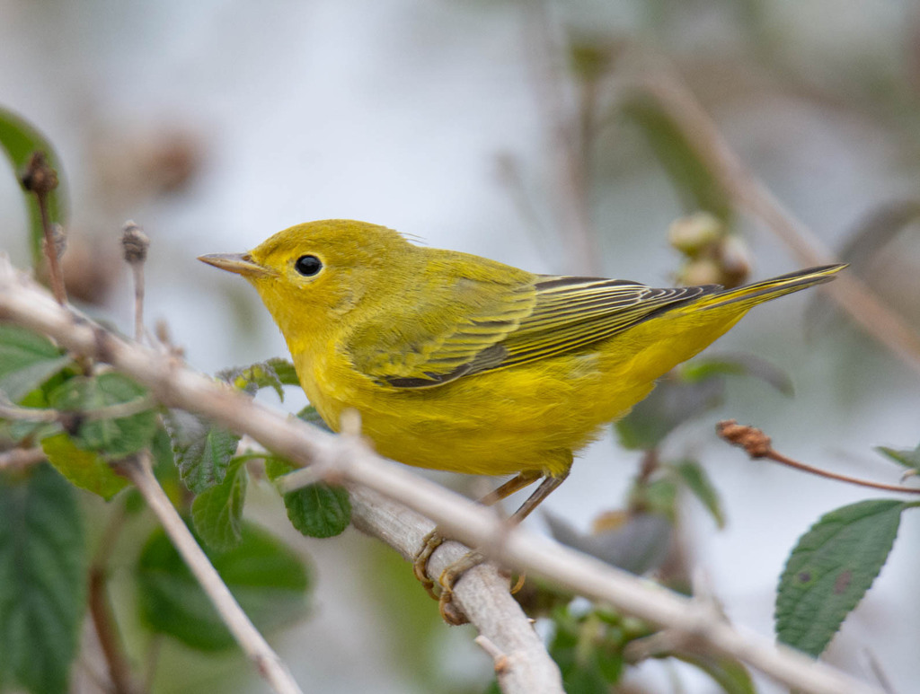 Northern Yellow Warbler from Waterfront, Long Beach, CA, USA on August ...