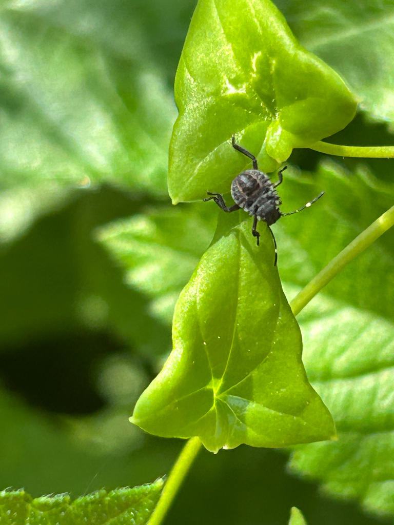 Brown Marmorated Stink Bug from Washington, DC, US on August 3, 2025 at ...