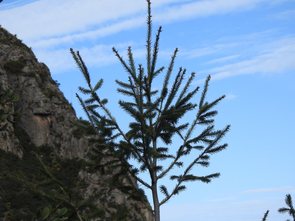 Vejar's fir from Saltillo, Coah., México on October 20, 2019 at 10:29 ...
