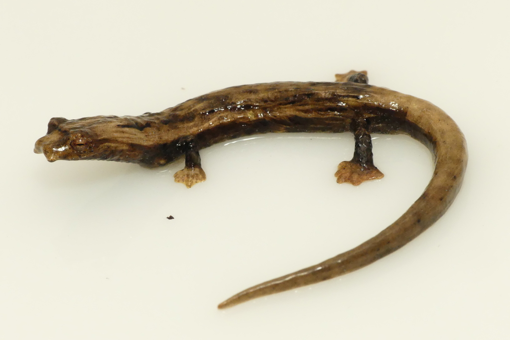 Ridge-headed Salamander from Bürí, Panamá on October 16, 2019 at 03:24 ...