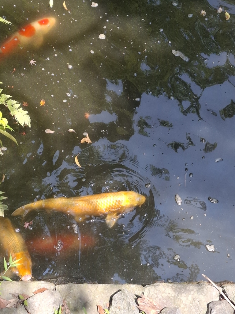 Amur Carp from Yukinoshita, Kamakura, Kanagawa 248-0005, Japó on August ...