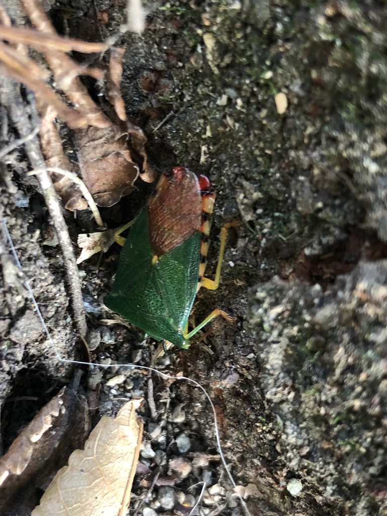 Acanthosoma denticaudum in August 2025 by wakei imakawa · iNaturalist