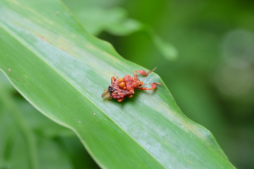 Cazira from sud-ouest Haddeua, Province de Phongsaly, Laos on July 18 ...
