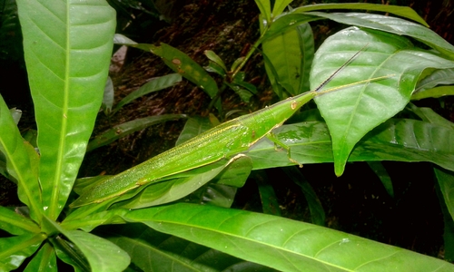 Tribu Leguini · iNaturalist Mexico