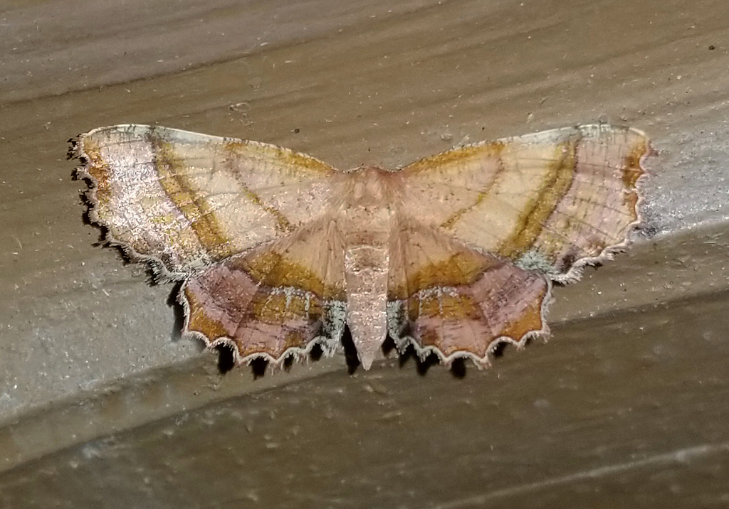 Scallop Moth from Fentress County, TN, USA on August 4, 2025 at 07:37 ...