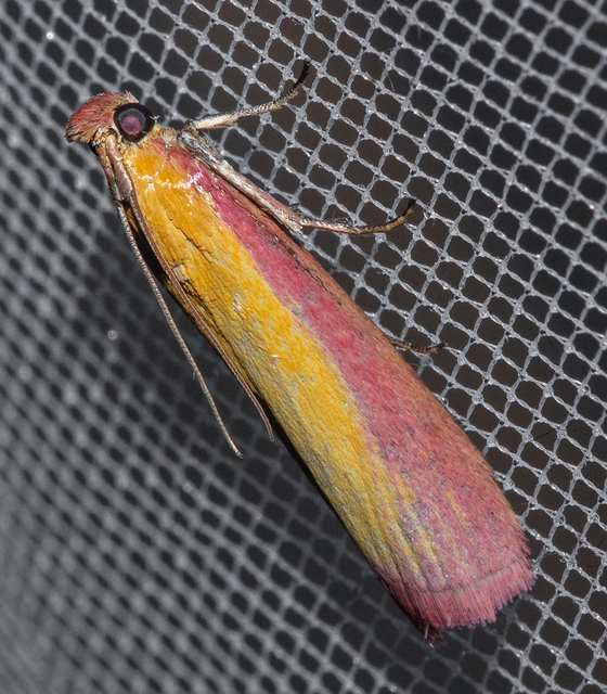 Rosy-striped Knot-horn from Mór, 8060 Hungary on August 3, 2021 at 12: ...