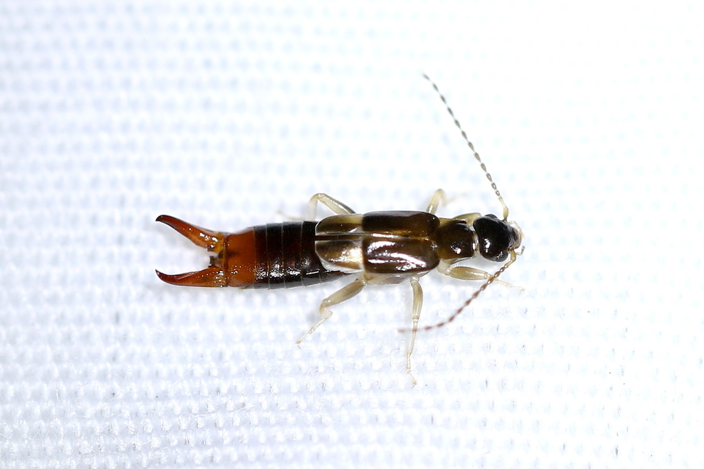 Marava pulchella from Palm Beach County, FL, USA on October 21, 2019 at ...