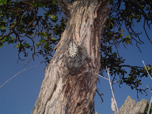 Partamona chapadicola · iNaturalist United Kingdom