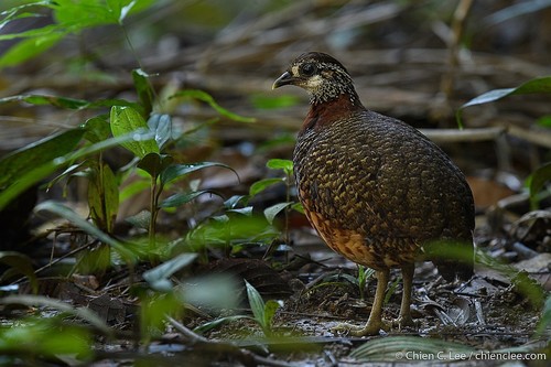 Chestnut-necklaced Partridge (Sabah) (Subspecies Tropicoperdix ...