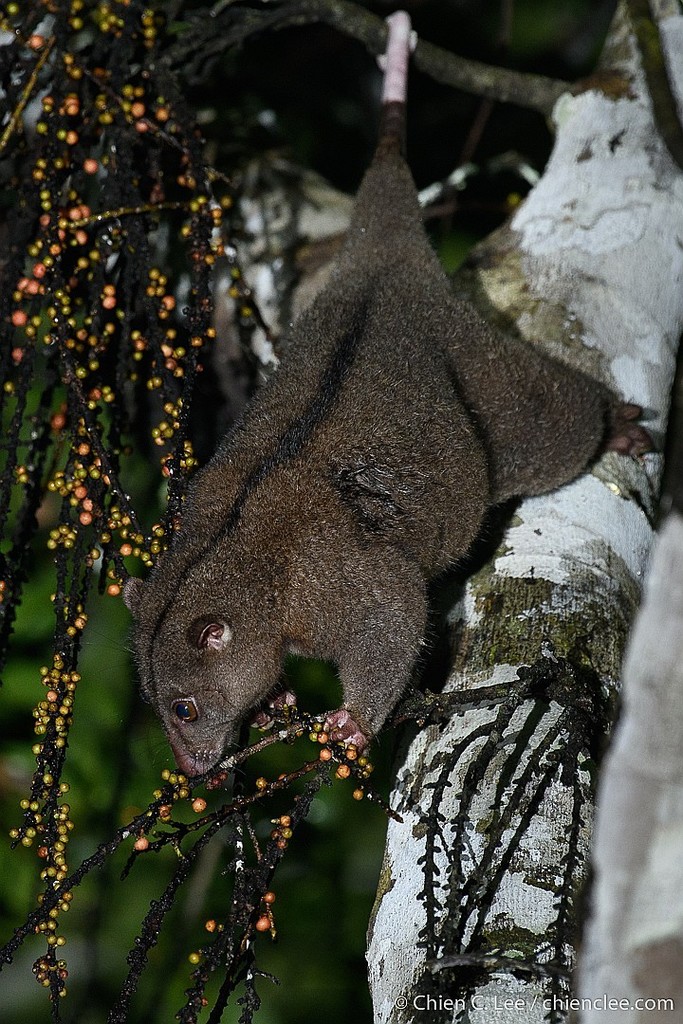 Northern Common Cuscus from Jayapura, Papua, Indonesia on August 4 ...