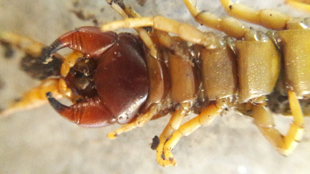Scolopocryptops from Belén de Escobar, Buenos Aires, Argentina on ...