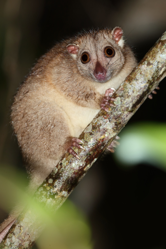 Northern Common Cuscus from Raja Ampat Regency, West Papua, Indonesia ...
