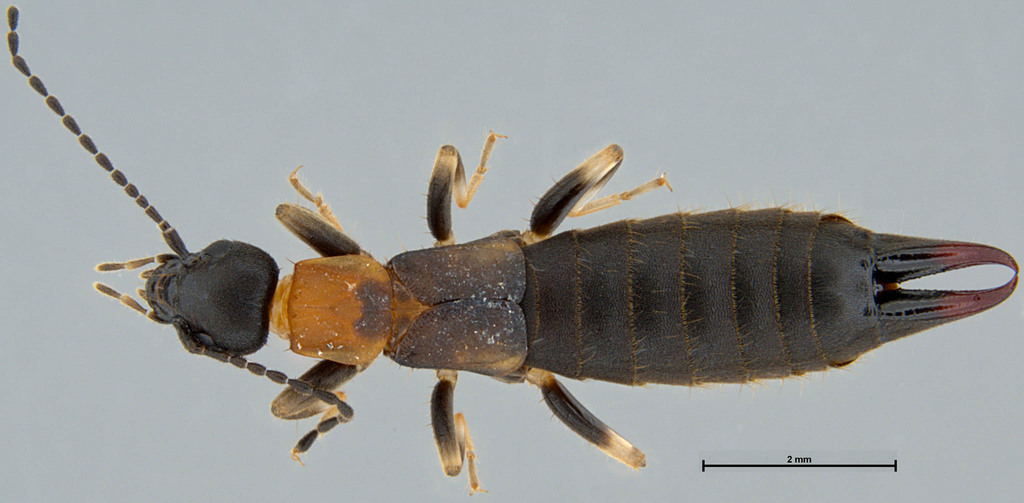 Anisolabididae from Singapore on August 3, 2023 by Yap Ee Hean ...