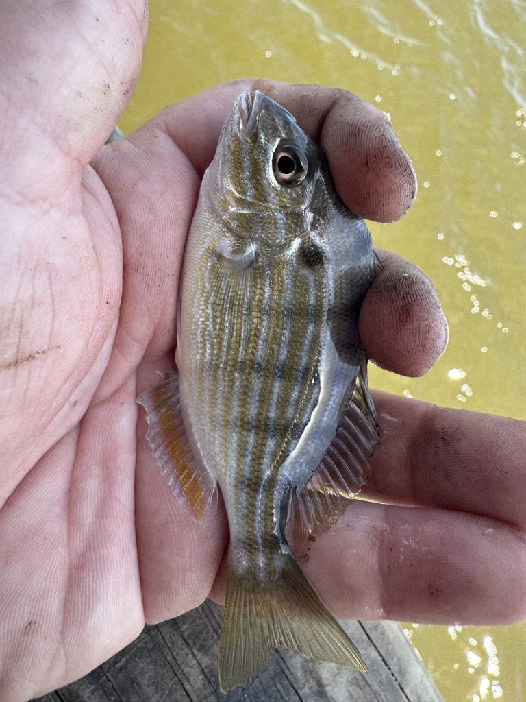 Pinfish in August 2025 by brandonh1 · iNaturalist