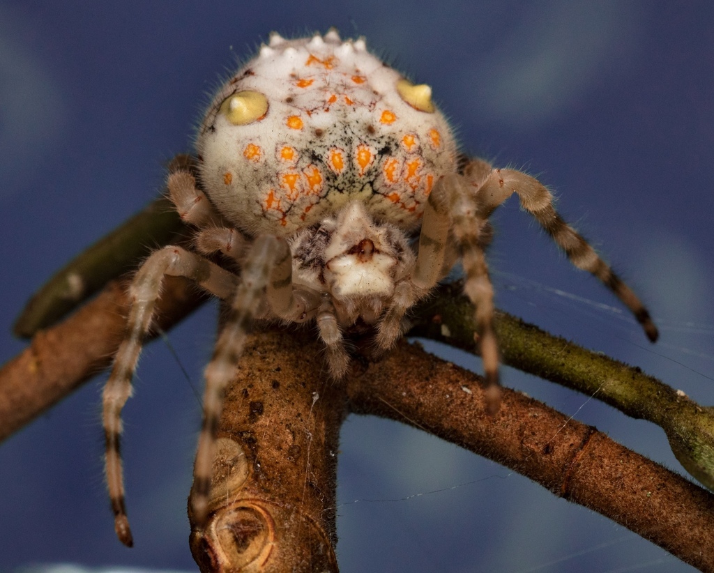 Magnificent Bolas Spider on July 21, 2019 at 09:28 PM by geoffhyde ...