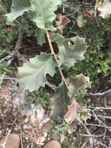 Encino blanco (Quercus invaginata)