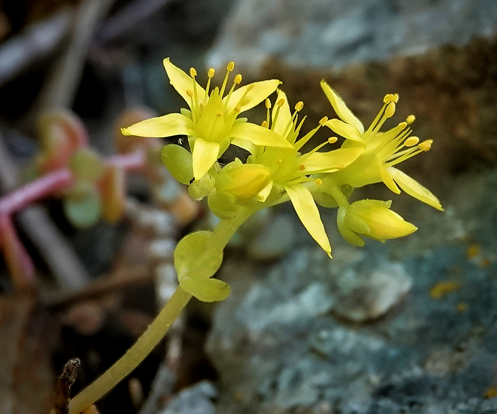 Orpine Stonecrop from Utah County, UT, USA on June 15, 2025 at 03:02 PM ...
