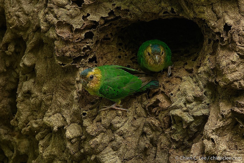 Buff-faced Pygmy-Parrot (Micropsitta pusio) - Avian Discovery