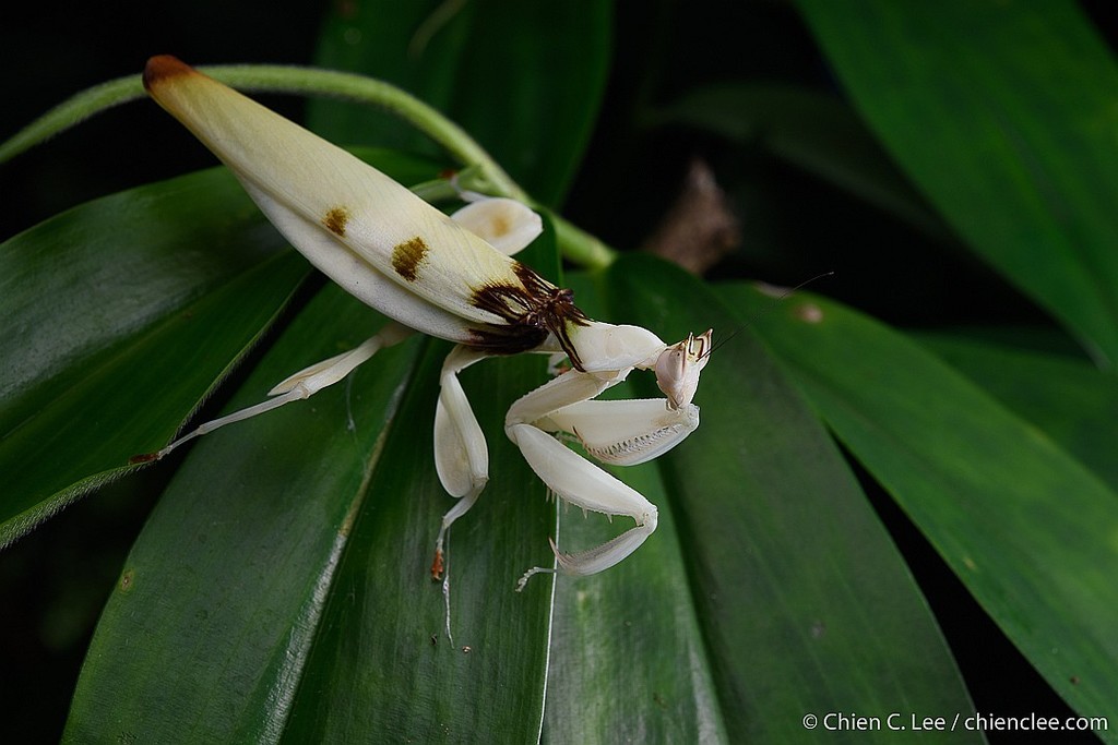 Orchid Mantis from Sepilok, 90000 Sandakan, Sabah, Malaysia on October ...