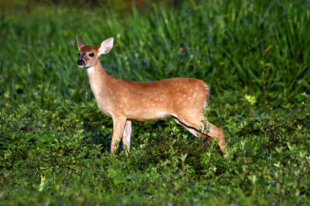 Venado Cola Negra Colombiano