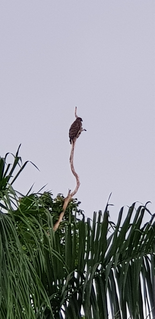 Red-tailed Hawk from Canovanillas, Carolina, Puerto Rico on October 24 ...