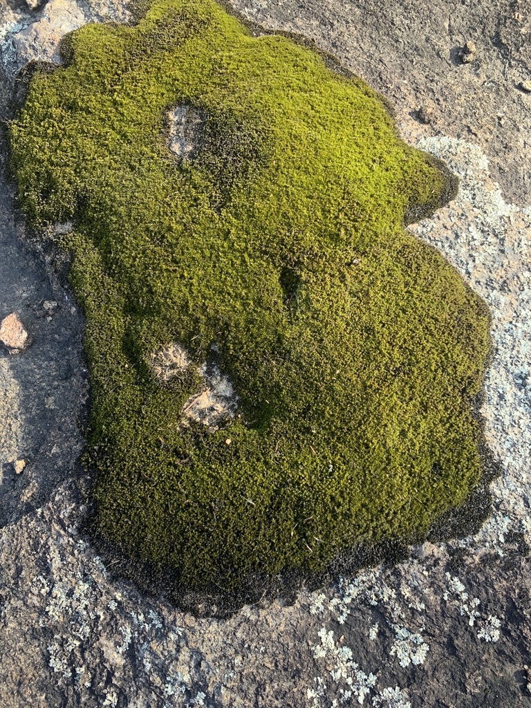 mosses from Athens, GA, US on October 17, 2019 at 09:59 AM by Kristin ...