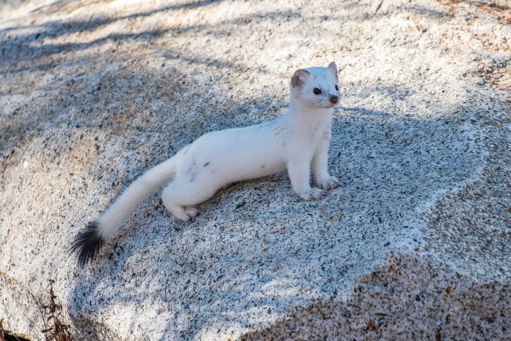 Long-tailed Weasel from Salt Lake County, UT, USA on November 10, 2016 ...