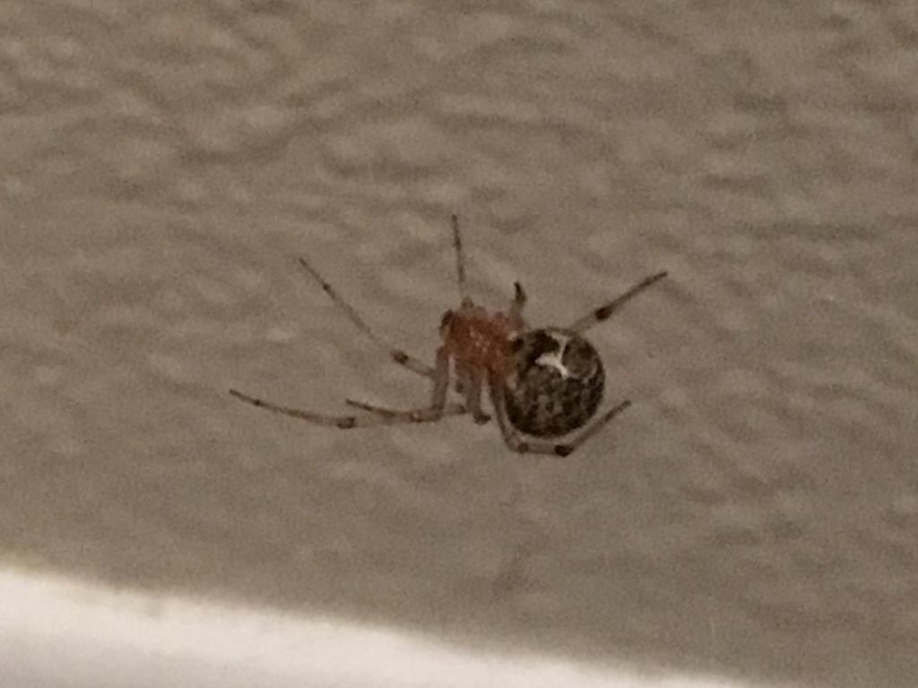 Common House Spider from 8433 Benjamin Dr, Huntington Beach, CA, US on ...