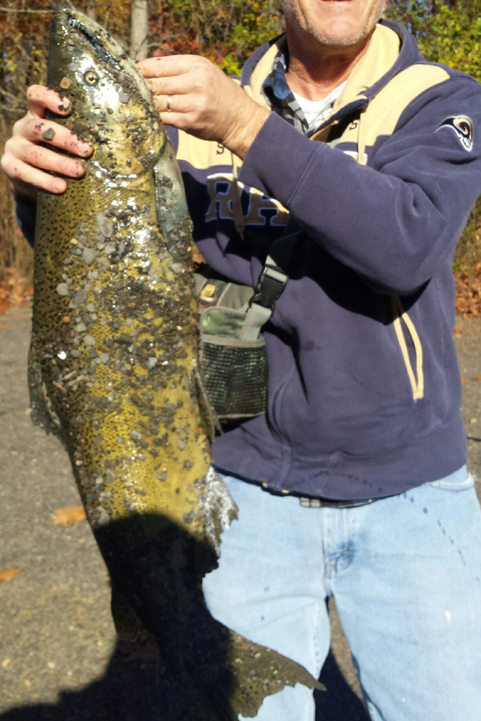 Chinook Salmon from Brook Park, OH, USA on November 11, 2016 at 11:00 ...