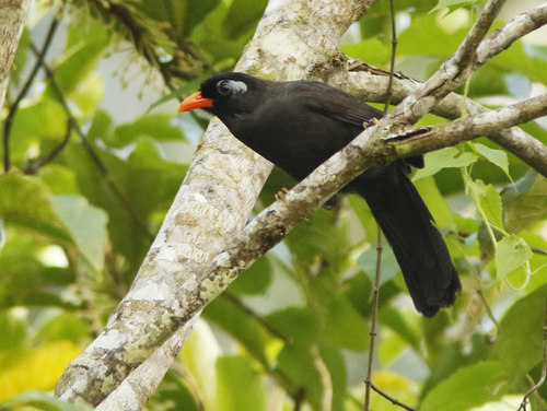 Genus Melanocichla · iNaturalist