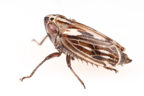 Genus Equeefa · iNaturalist