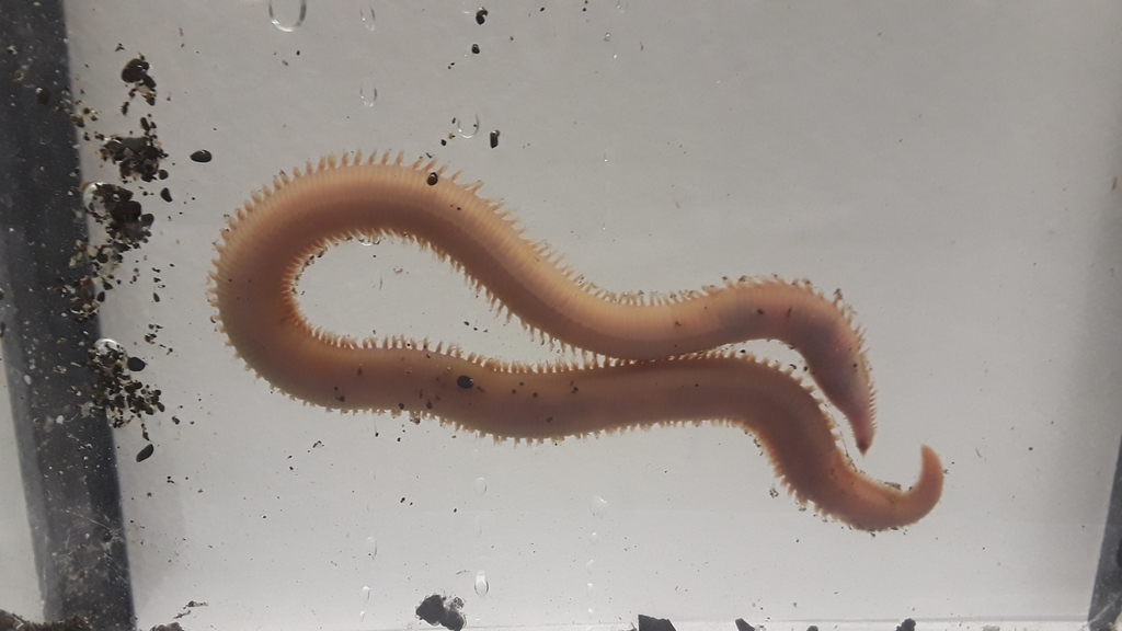 Bloodworm from The Bronx, NY, USA on October 24, 2019 at 03:50 PM by ...