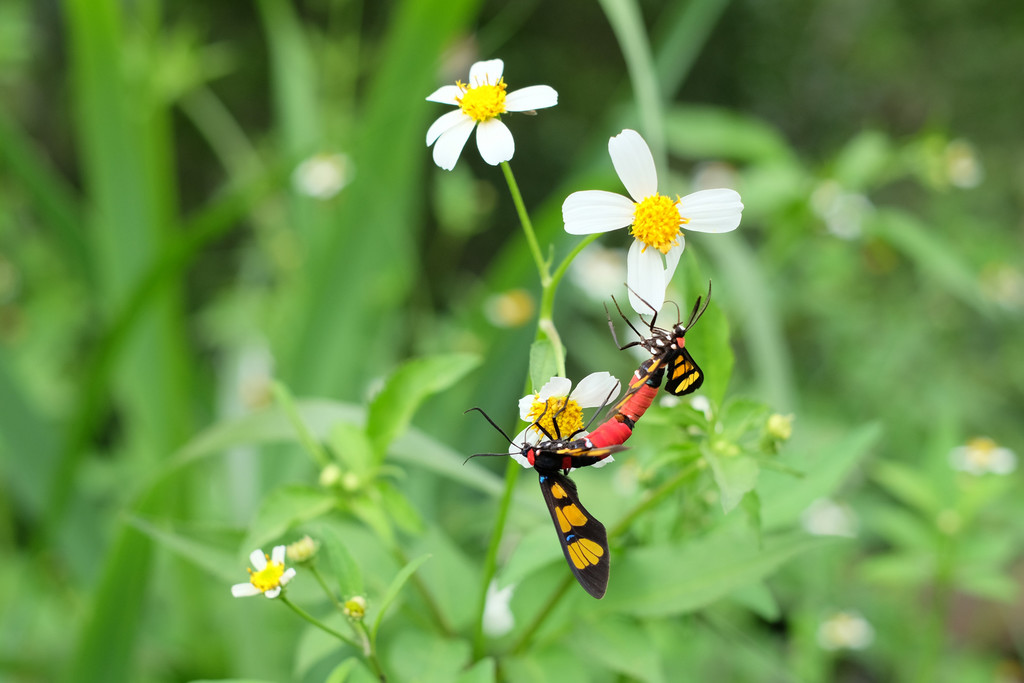 Euchromia elegantissima from East Ladsang, Province de Phongsaly, Laos ...