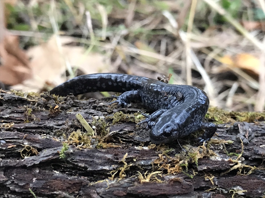 Small-mouthed Salamander in October 2019 by Adrian Sydor. Protruding ...
