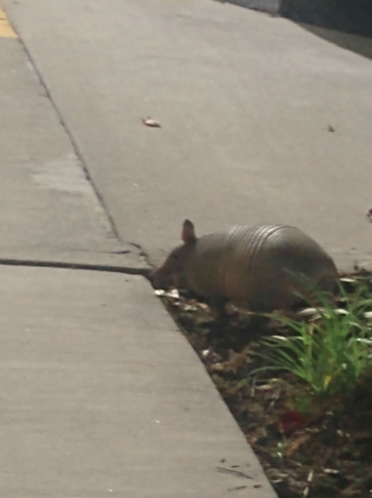 Nine-banded Armadillo from Aiken, SC 29803, USA on October 25, 2019 at ...